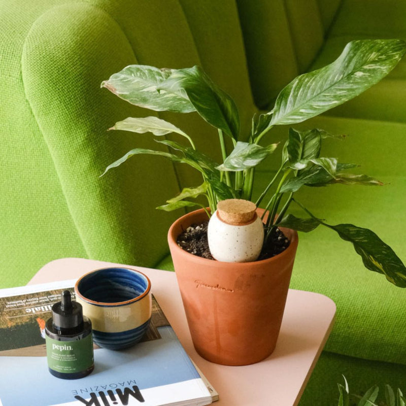 Take care of your plants, like you take care of yourself 🌻